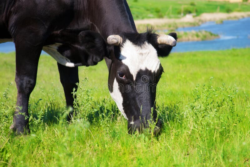 Vaca Negra Que Come La Hierba En Un Prado Foto de archivo - Imagen de ...