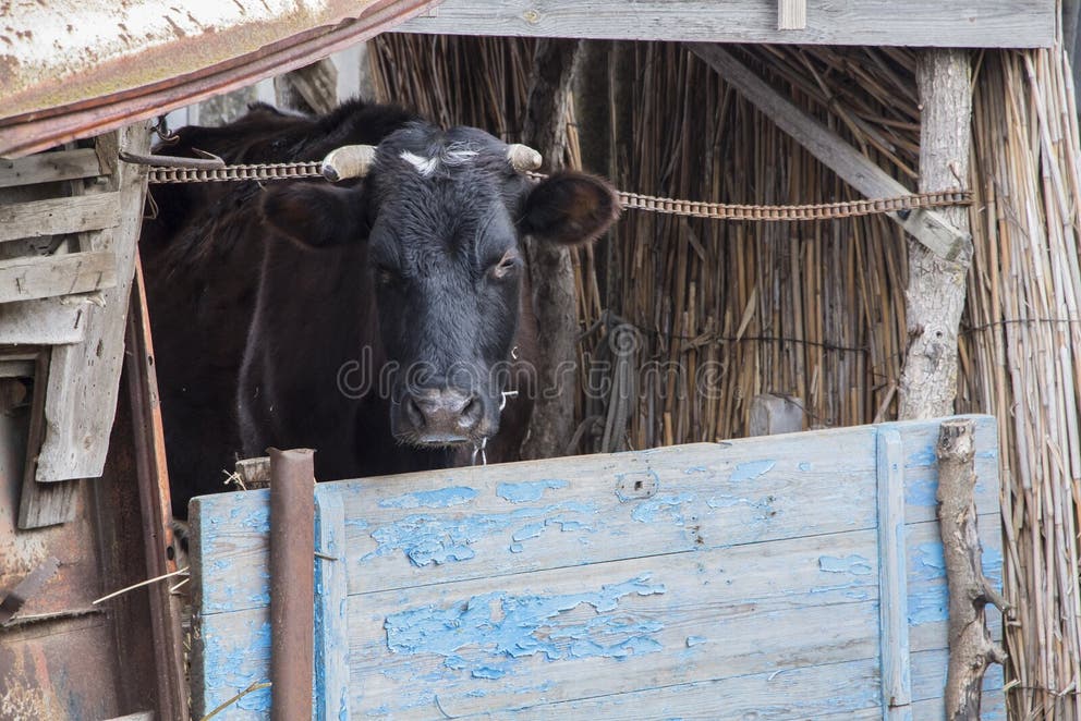 Vaca negra rusa foto de archivo. Imagen de tendiente - 52180920