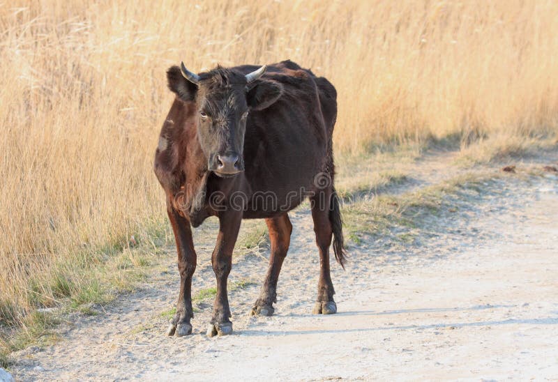 Vaca negra salvaje imagen de archivo. Imagen de paisaje - 20369053