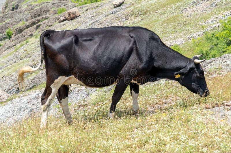 Vaca negra imagen de archivo. Imagen de campo, prado - 290464523