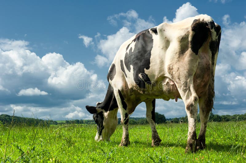 Vaca no campo foto de stock. Imagem de pasto, agricultura - 20674140