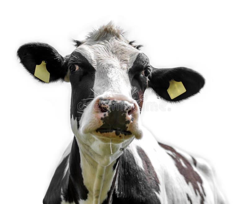 Vaca Sobre Fundo Branco Isolada Imagem de Stock - Imagem de branco ...