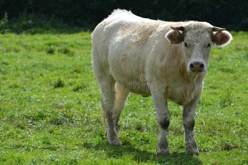 Vaca Nova Do Charolês/vaca Nova De Charolles Imagem de Stock - Imagem ...