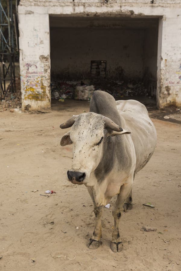 Vago sucio de la vaca imagen de archivo. Imagen de sucio - 43444017