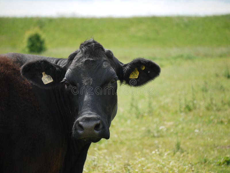 Vaca preta imagem de stock editorial. Imagem de vaca - 103874199