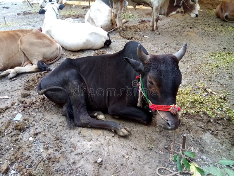 Vaca preta imagem de stock. Imagem de dele, comer, vaca - 112578981