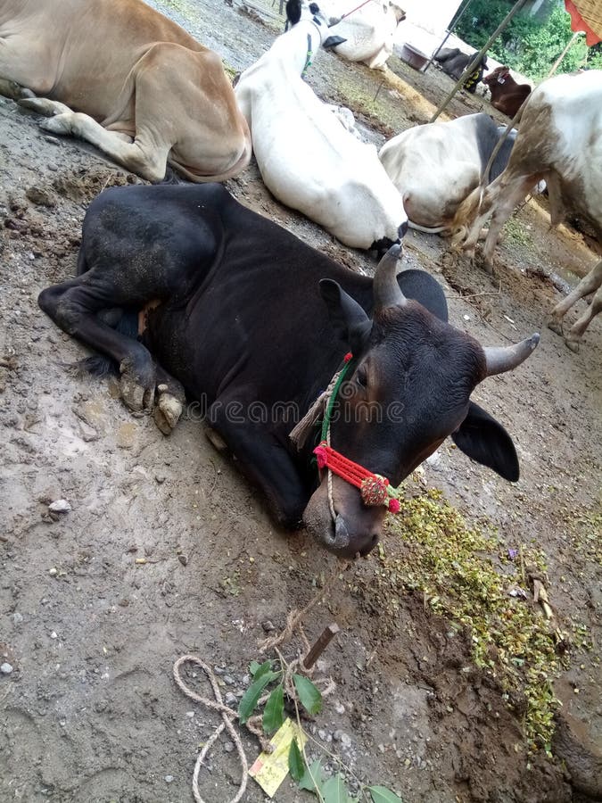 Vaca preta foto de stock. Imagem de preto, dele, comer - 112579202