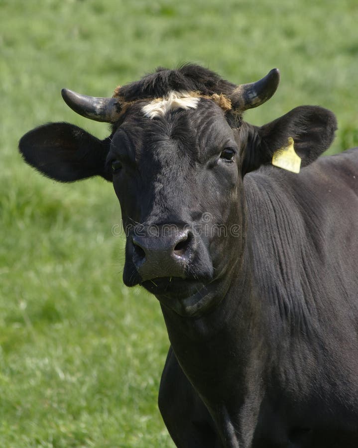 Vaca preta imagem de stock. Imagem de agricultura, fêmea - 21878487
