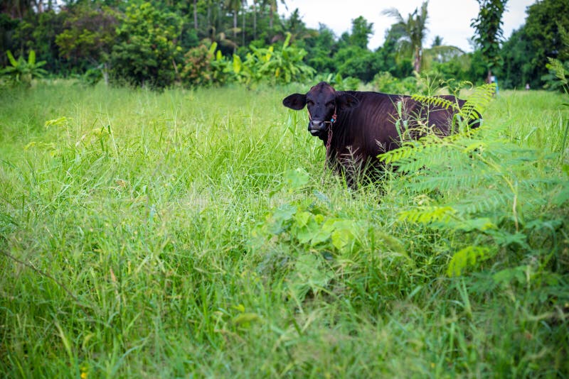 Vaca preta foto de stock. Imagem de grama, terra, punheta - 73691958