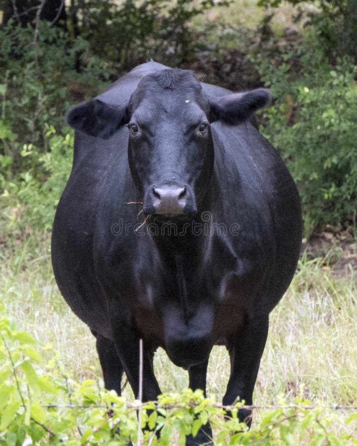 Vaca Preta De Angus Do Close Up Em Oklahoma Imagem de Stock - Imagem de ...