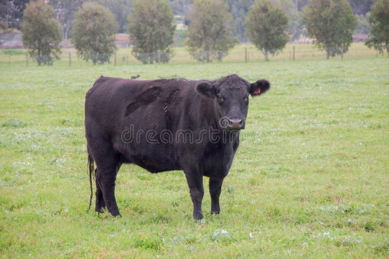 Vaca preta: Etiquetado imagem de stock. Imagem de fazenda - 76540649