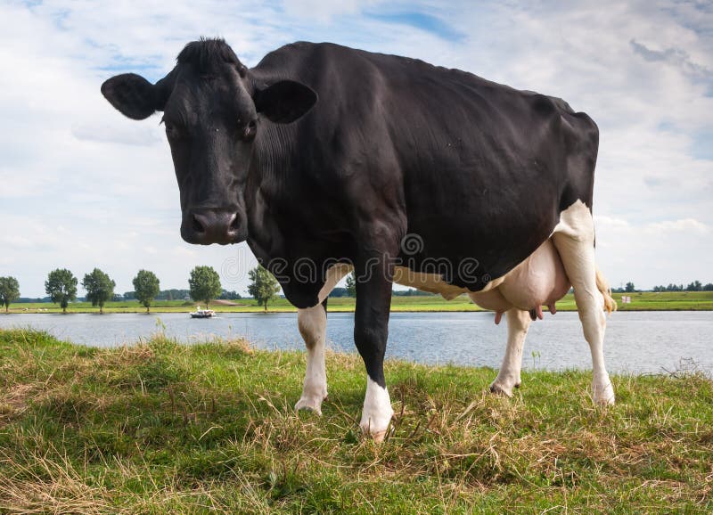 Vaca Preta Impressionante Que Olha Curiosa Imagem de Stock - Imagem de ...