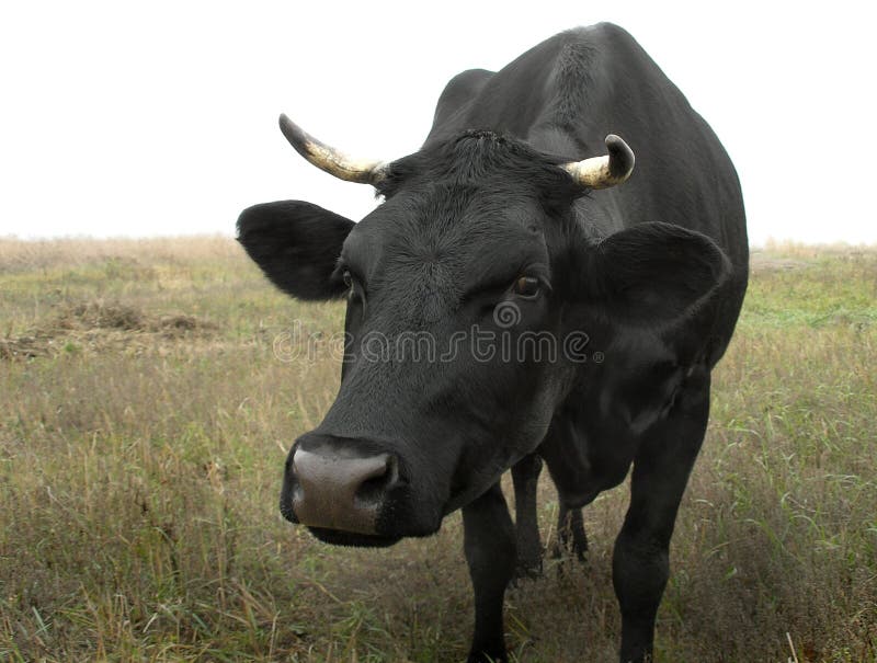 Vaca preta no pasto imagem de stock. Imagem de leiteria - 134520217