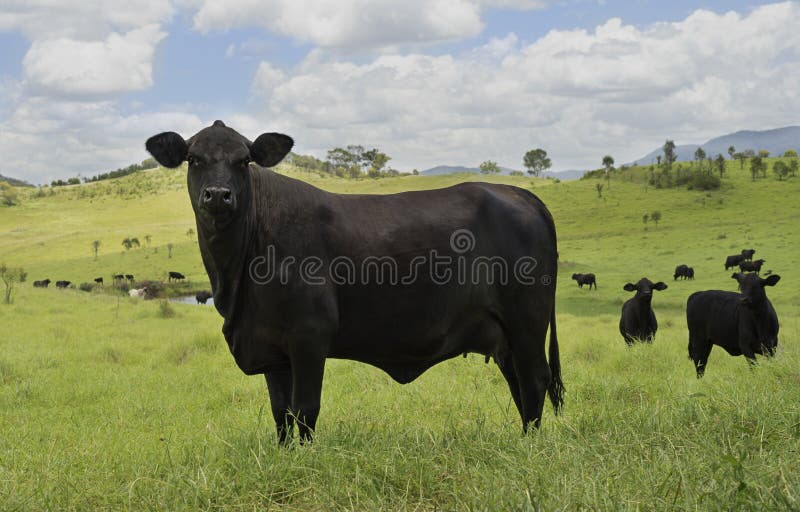 Vaca preta no pasto verde imagem de stock. Imagem de pasto - 50577671
