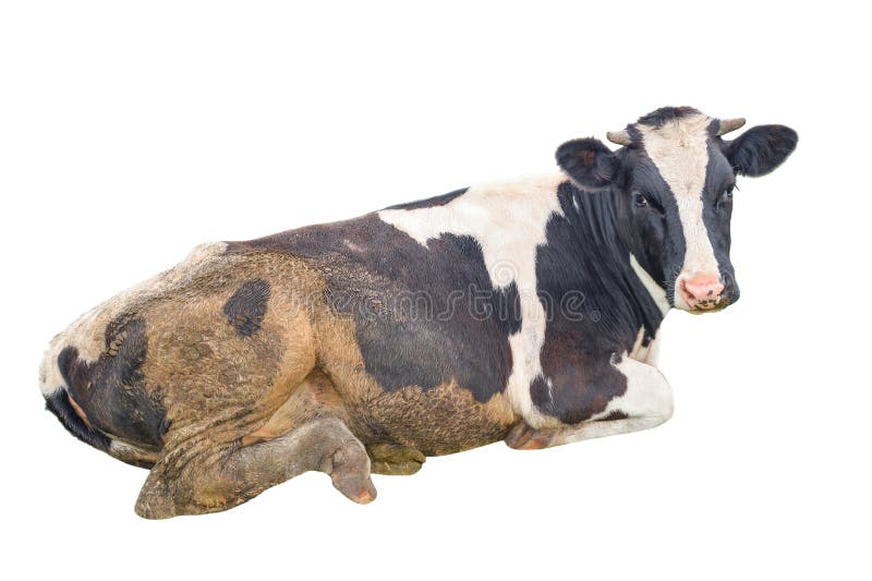 Vaca Preto E Branco Manchada Suja Isolada No Branco Imagem de Stock ...