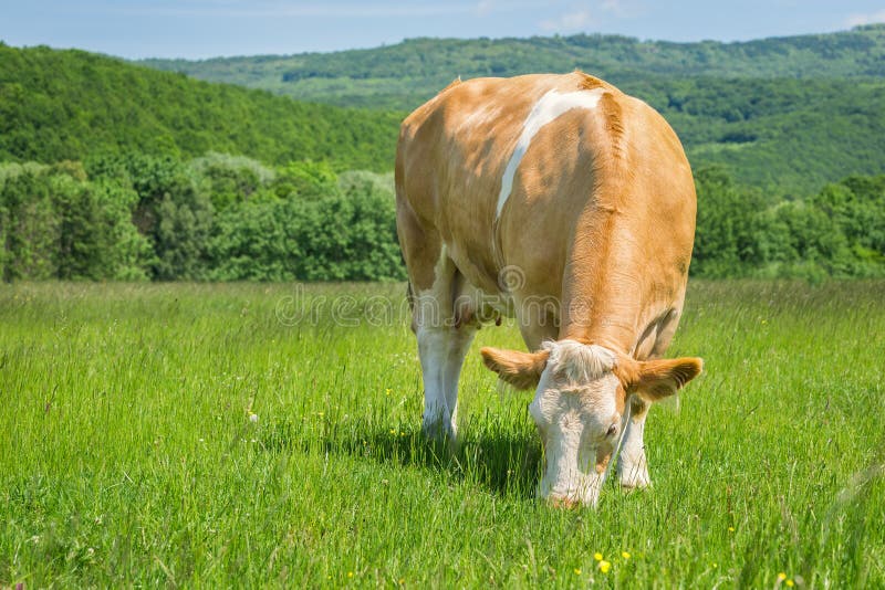 Vaca que alimenta en pasto imagen de archivo. Imagen de verde - 93396769