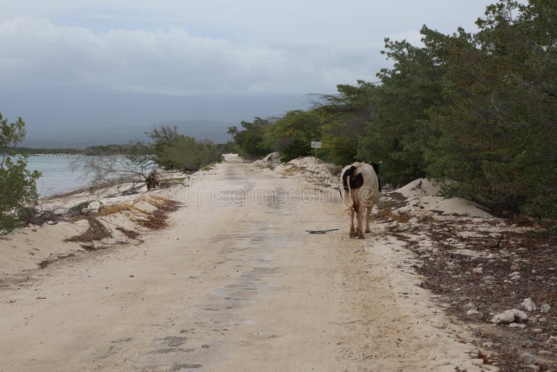 Vaca Que Anda Perto Do Oceano Foto de Stock - Imagem de vaca, andar ...
