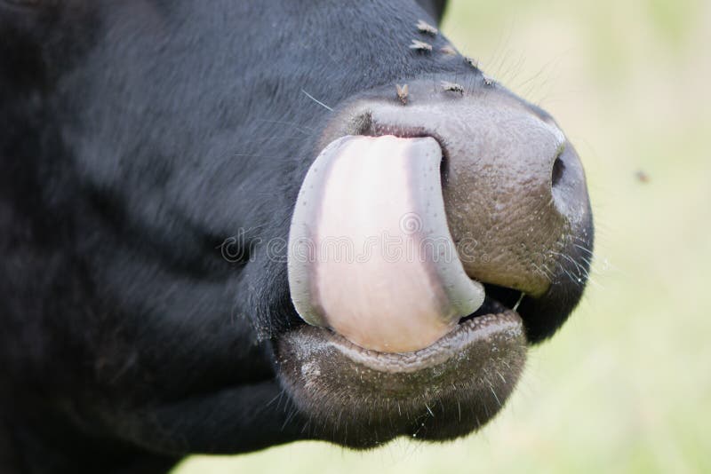 Vaca que lambe a boca foto de stock. Imagem de lambe - 31617636