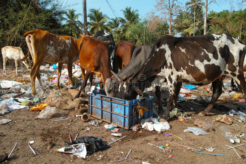 Perro Comiendo Basura En La Calle Imagen de archivo editorial - Imagen ...