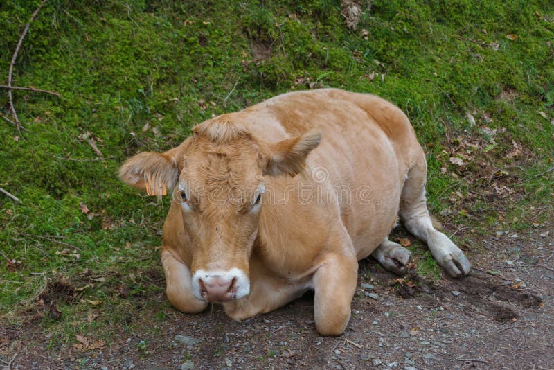 Vaca Que Descansa En El Bosque Imagen de archivo - Imagen de paisaje ...