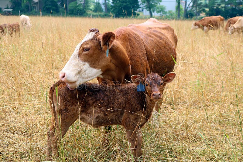 Vaca Que Lame Su Nuevo Becerro Foto de archivo - Imagen de seco, rural ...