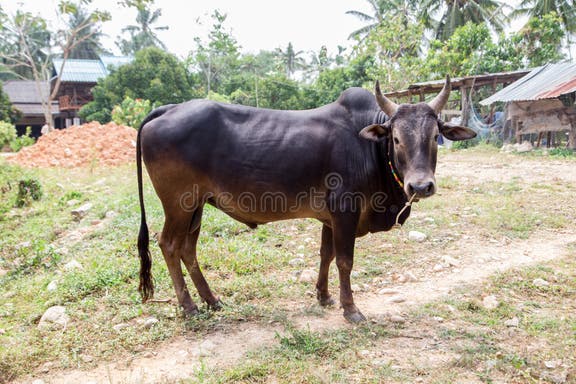 Vaca Que Lucha Tailandesa Negra Imagen de archivo - Imagen de asia ...