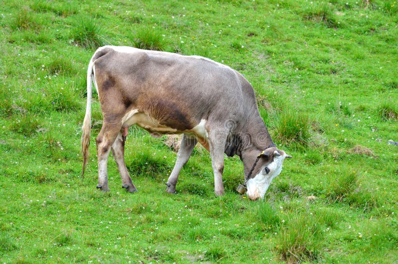 Vaca que pasta foto de archivo. Imagen de paisaje, pastoreo - 33609798