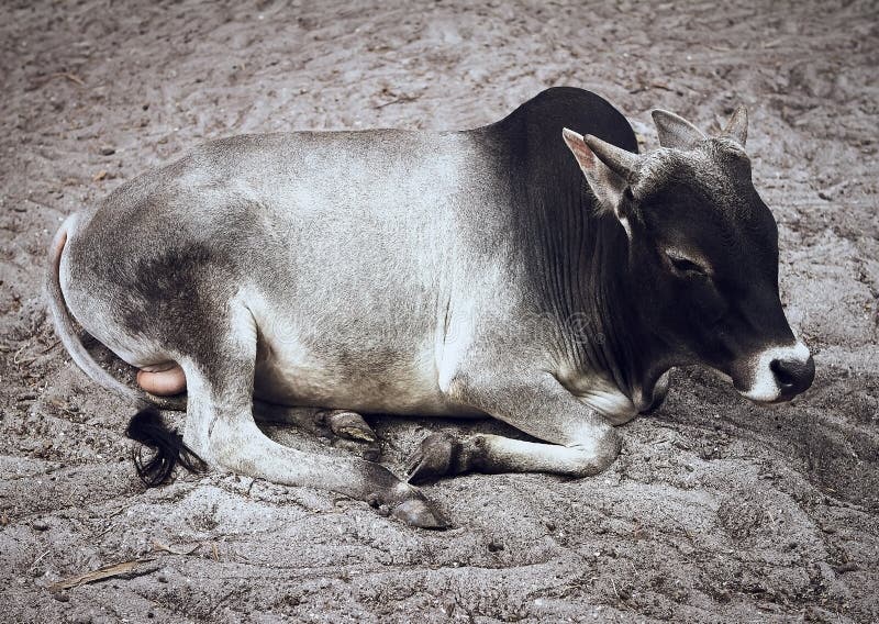 Vaca relajada imagen de archivo. Imagen de relajado - 115771795