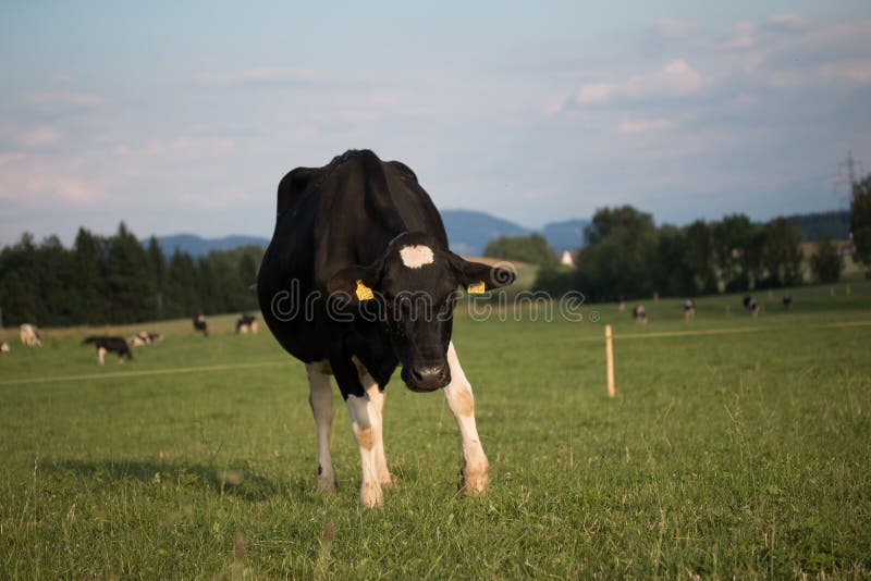 Vaca Responsable De La Leche Foto de archivo - Imagen de vivo, prado ...