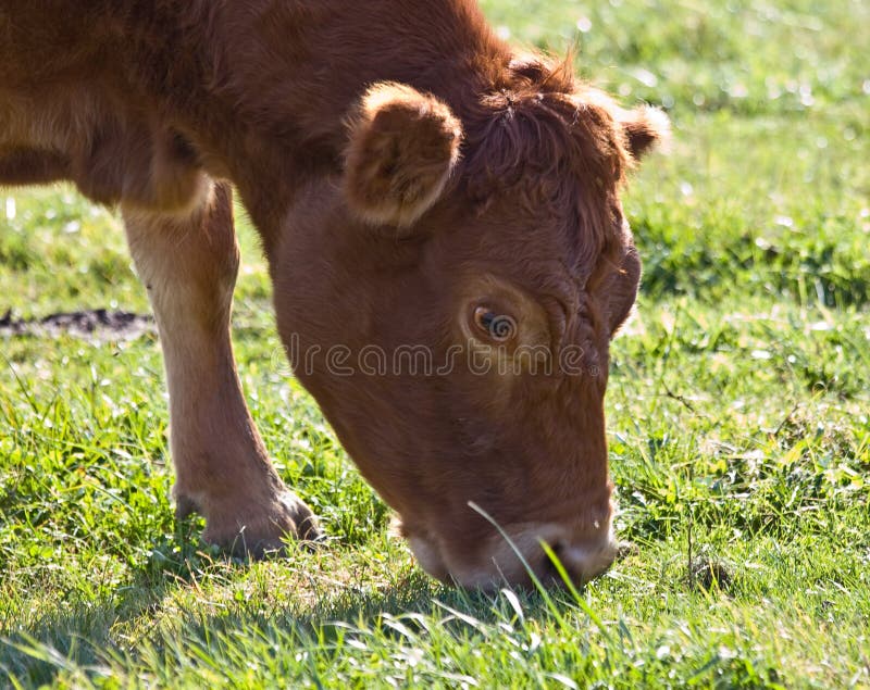Vaca roja foto de archivo. Imagen de pista, animal, doblado - 7198820