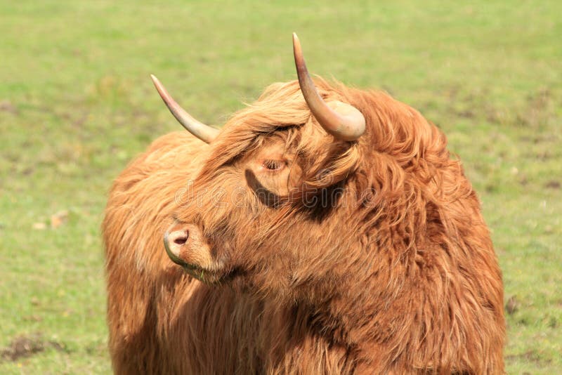 Vaca roja en el campo foto de archivo. Imagen de melenudo - 160184346