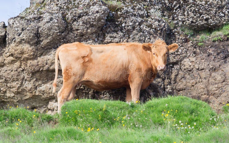 El Recorrer Rojo Y Blanco De La Vaca Lechera Imagen de archivo - Imagen ...