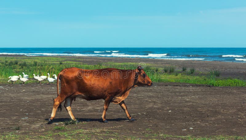 Vaca roja por el mar foto de archivo. Imagen de vaca - 128029148