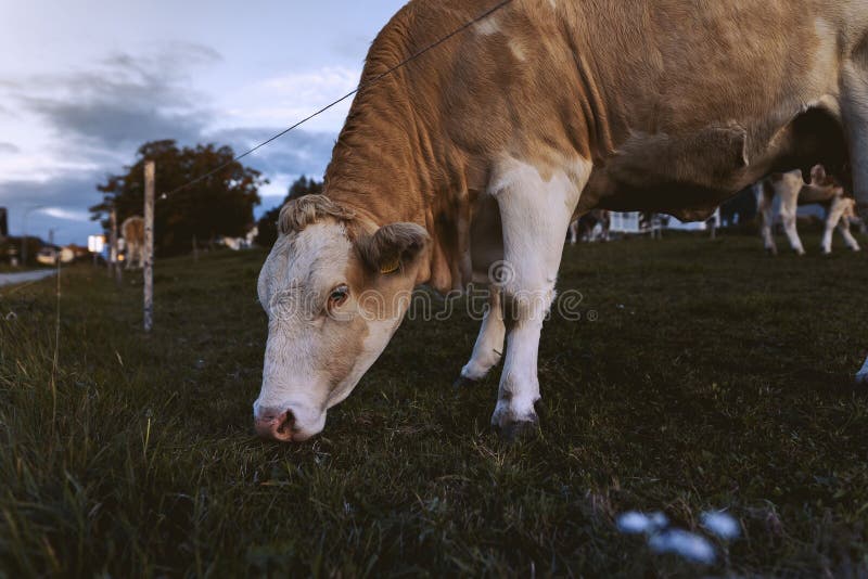 Vaca roncando en un pasto foto de archivo. Imagen de recorrido - 269567458