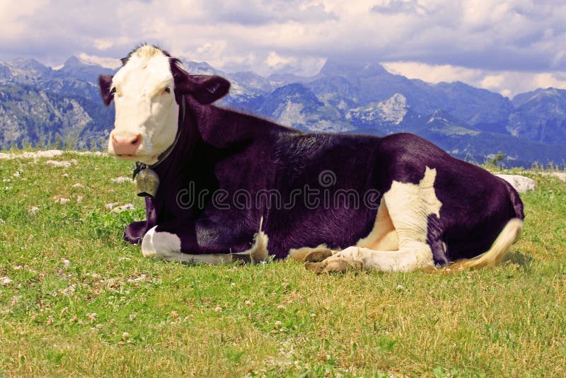 Vaca roxa foto de stock. Imagem de animais, pastar, fundo - 25921510