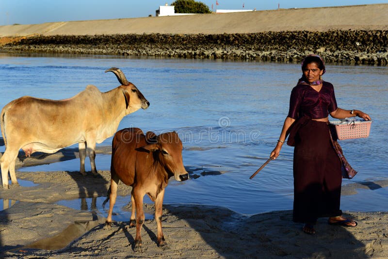 Vaca sagrada foto de archivo editorial. Imagen de horizontal - 42581533