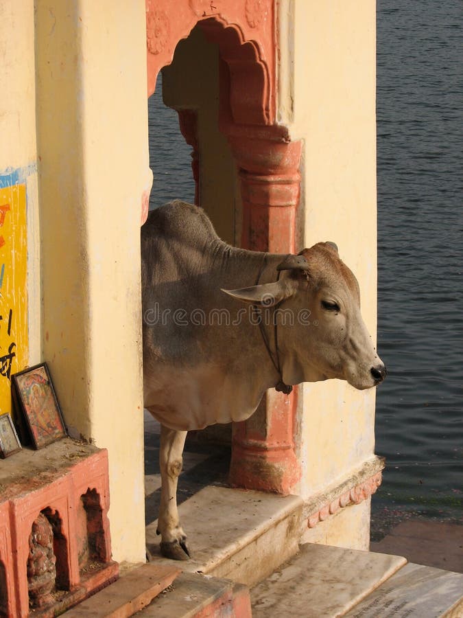 Vaca sagrada imagem de stock. Imagem de sagrado, arco - 9107419