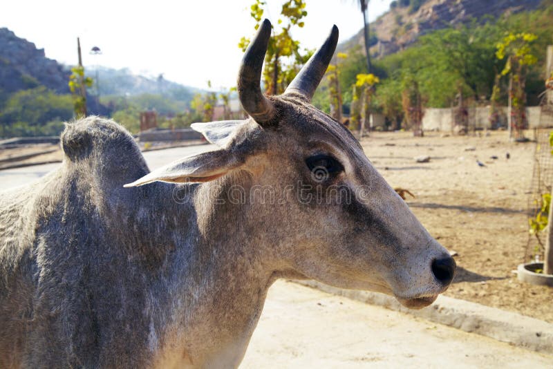 La India - vaca sagrada foto de archivo. Imagen de ganado - 110978