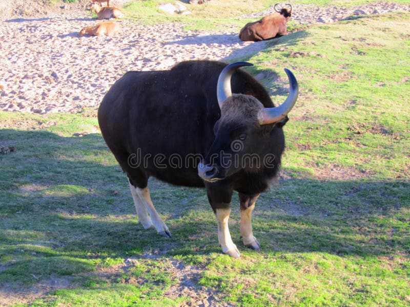 Vaca salvaje fotografía editorial. Imagen de puerta, viaje - 93007612