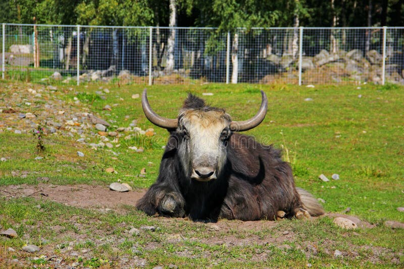 Vaca Salvaje Con Los Cuernos Grandes Imagen de archivo - Imagen de yacs ...