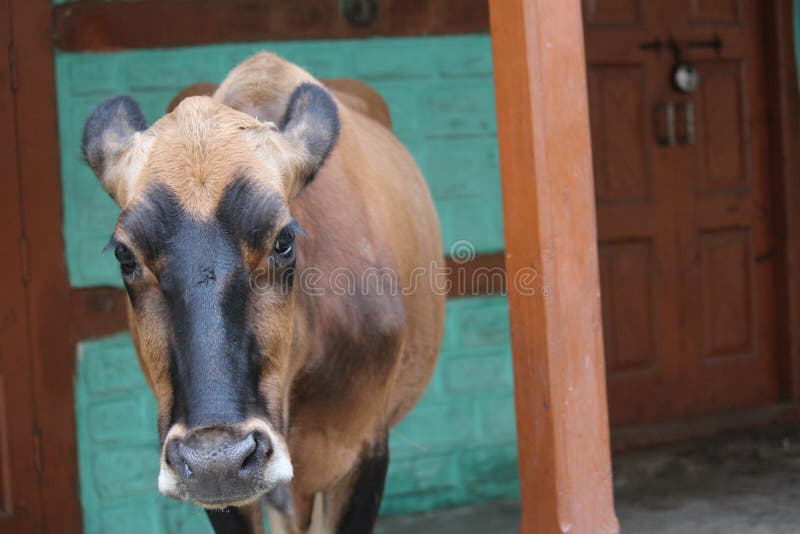 Vaca santa imagen de archivo. Imagen de inocente, travieso - 90955345