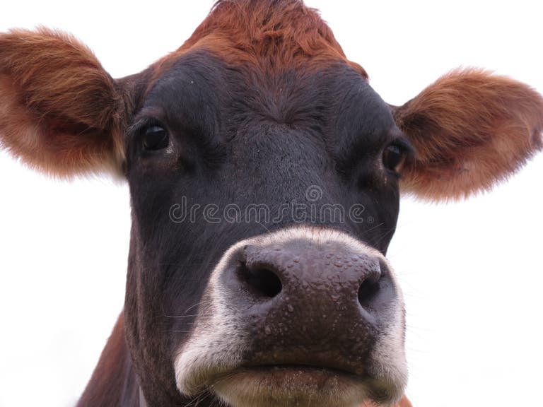 Vaca seria imagen de archivo. Imagen de labios, rutina - 46802215