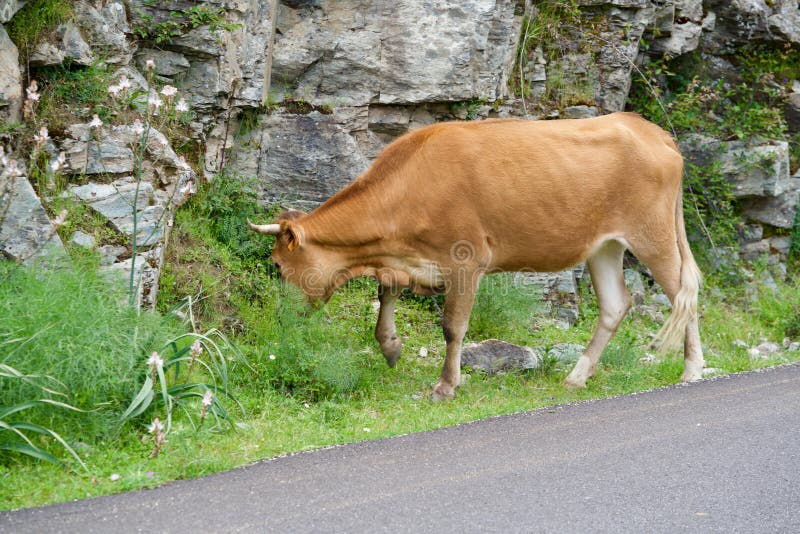 Vaca Silvestre Frente a Una Roca Foto de archivo - Imagen de granja ...