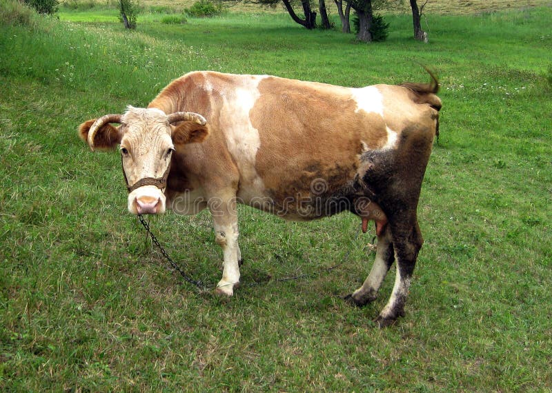 224 Vaca Sucia Fotos de stock - Fotos libres de regalías de Dreamstime