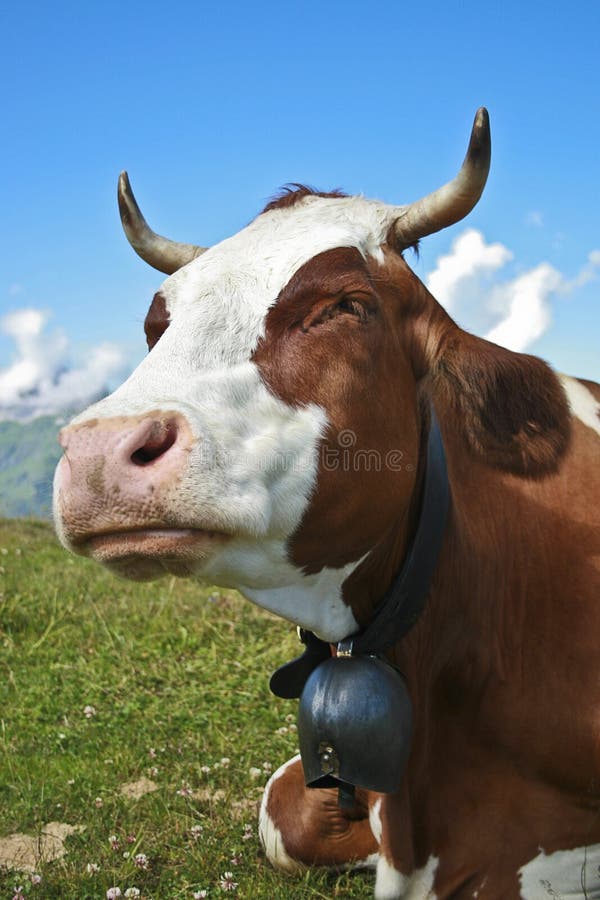 Vaca suiza foto de archivo. Imagen de nubes, suiza, cielo - 10702436