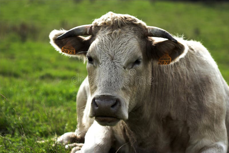 Vaca suiza foto de archivo. Imagen de manada, blanco, afuera - 1368964