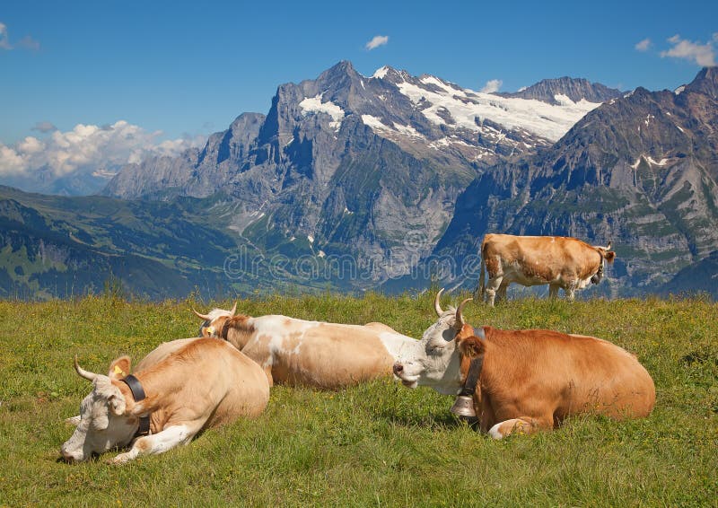 Vaca suiza foto de archivo. Imagen de manada, rancho - 30157314