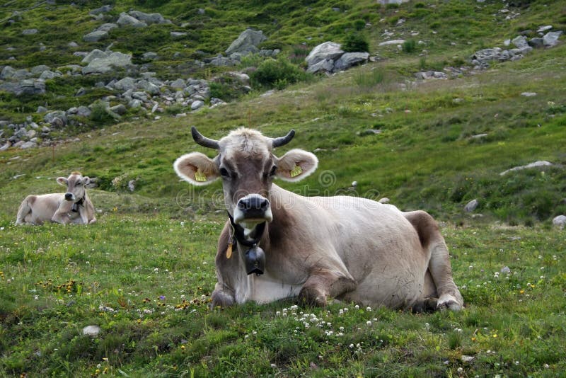 Vaca suiza imagen de archivo. Imagen de nieve, manada - 168450143
