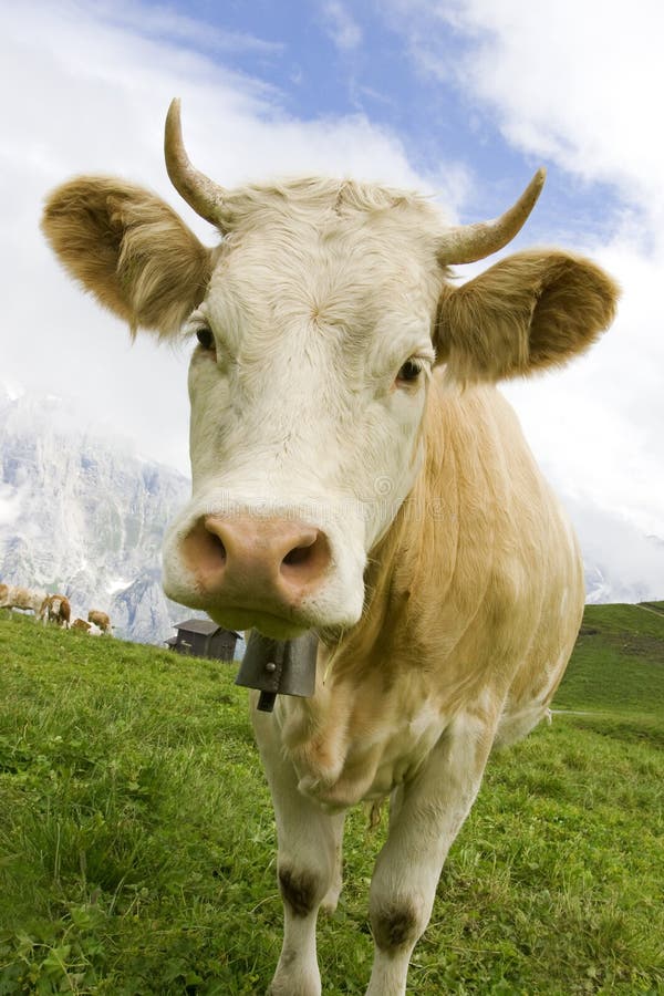 Vaca suiza foto de archivo. Imagen de hierba, nubes, granja - 6027490