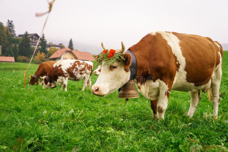 Vaca suiza imagen de archivo. Imagen de colina, dandelia - 62386737
